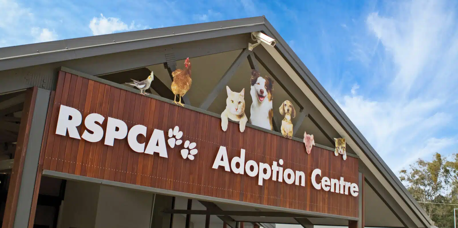 Brand Success Story - RSPCA Qld | Mariart Design Studio